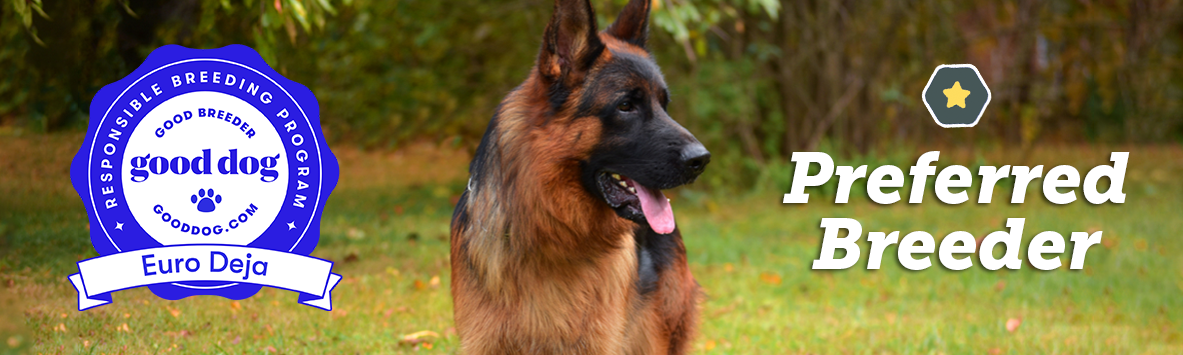 European Showline German Shepherds For Sale on the East Coast Maryland ...