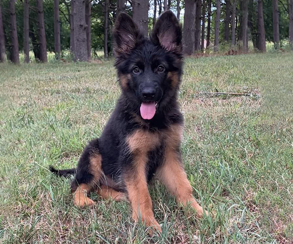 European Showline German Shepherds For Sale on the East Coast Maryland ...